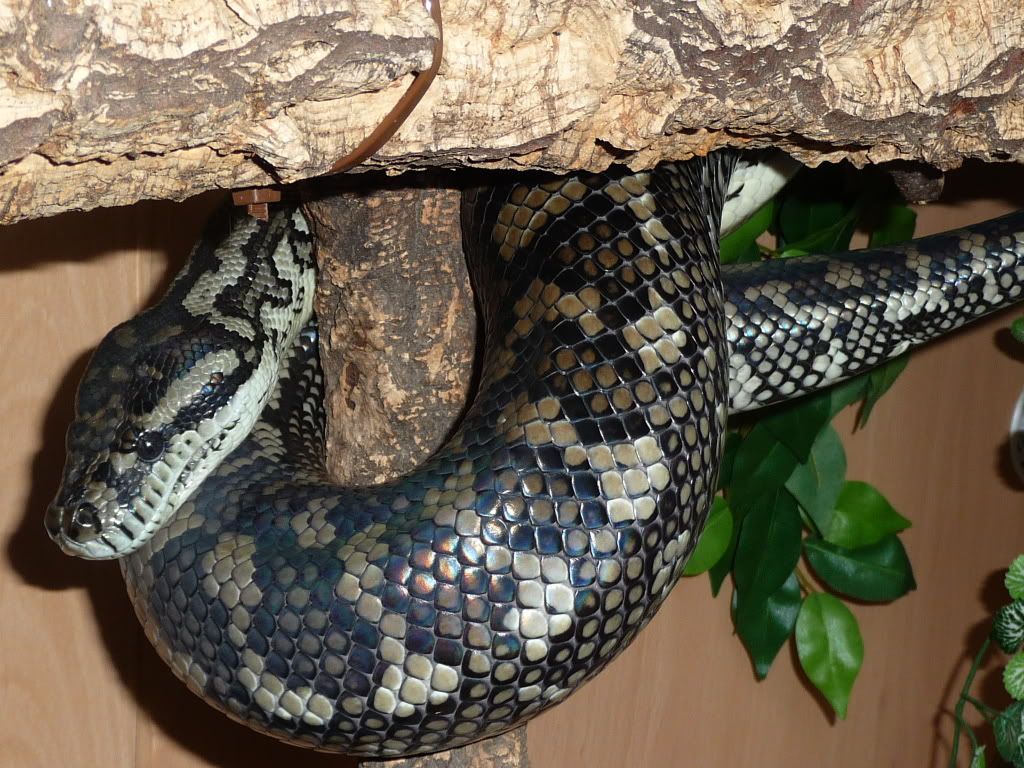 Coastal Carpet Python Thread | Page 12 | Reptile Forums