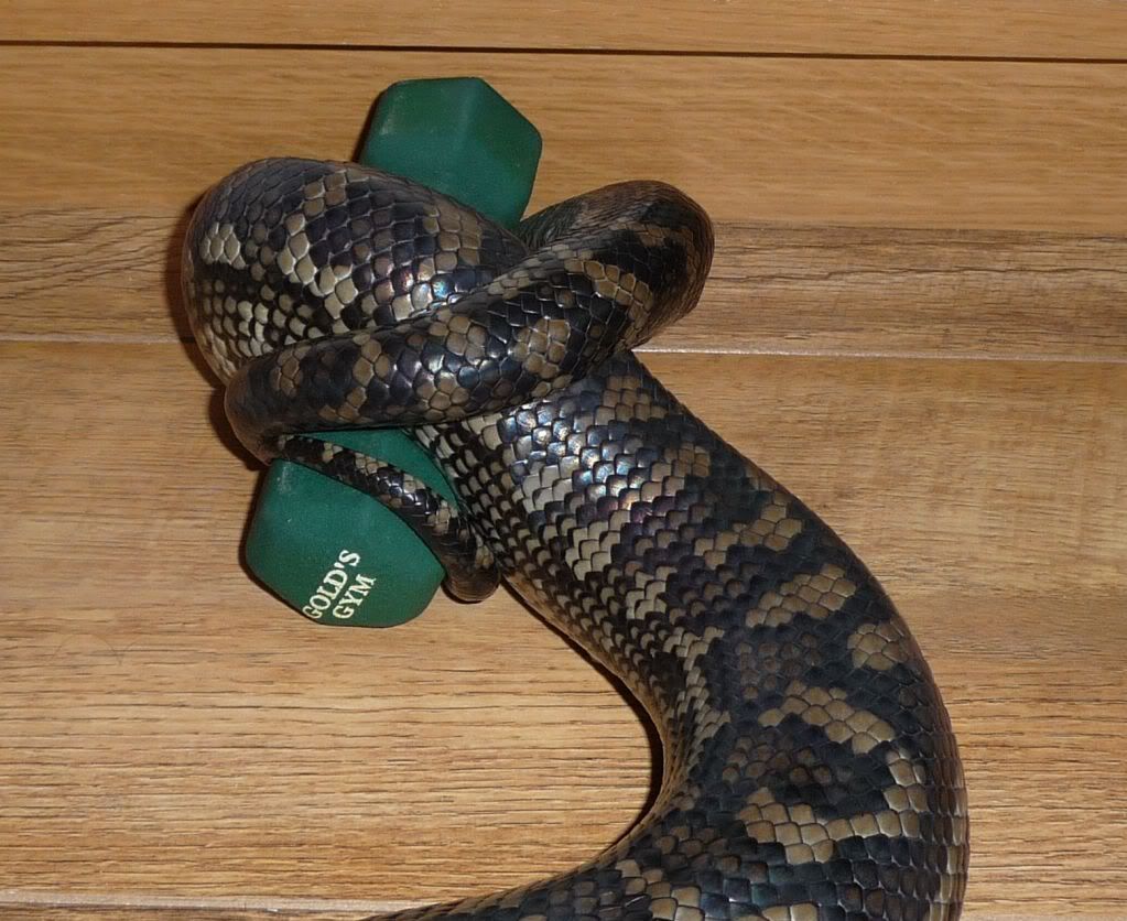 Coastal Carpet Python Thread | Page 2 | Reptile Forums