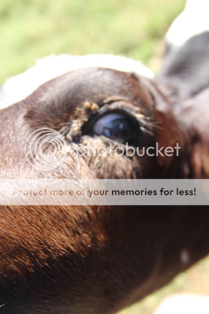 whats wrong with this cows eye? | Homesteading Forum