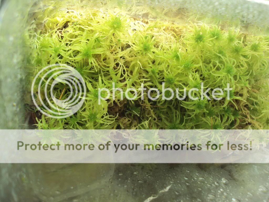 Trouble Getting Venus Flytrap Seedlings to Germinate - FlyTrapCare Forums