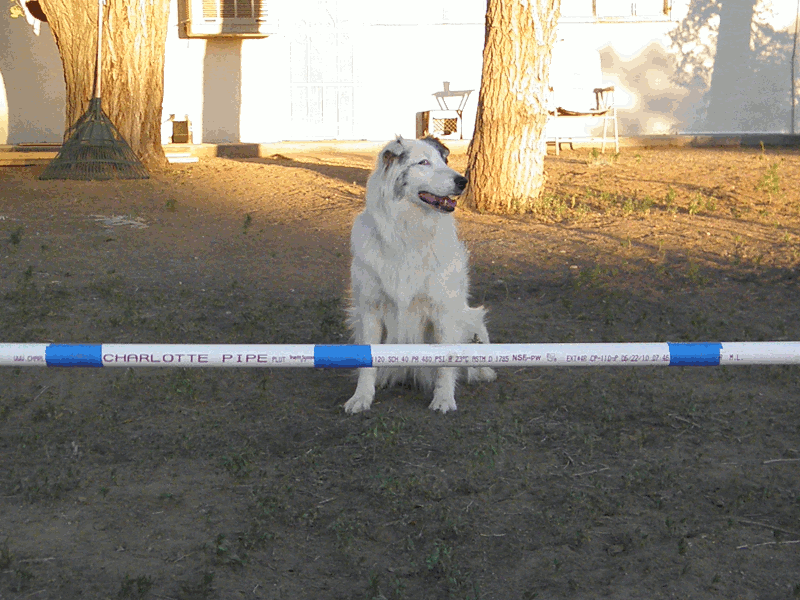 Mama… my agility dog! | A Doggie Bloggie