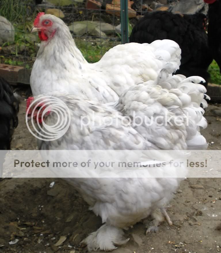 12+ Large Fowl Black/Splash Cochin Eggs | BackYard Chickens - Learn How ...