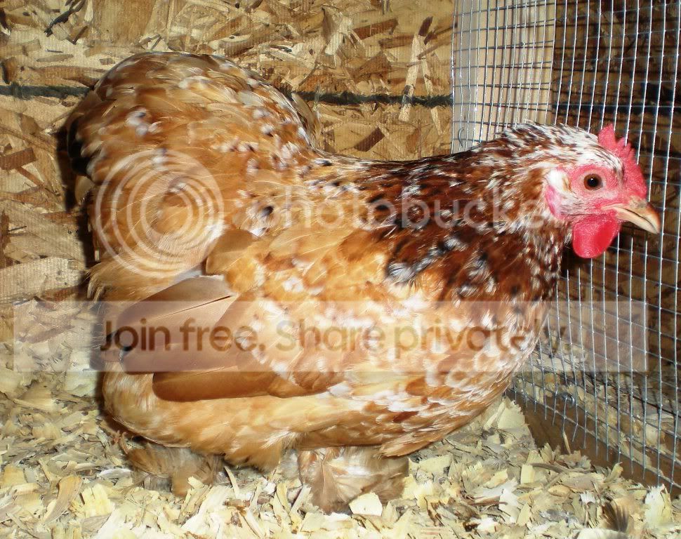 8 Buff Brahma Bantam Eggs & 4 MF Bantam Cochin - SHIPPING INCLUDED ...