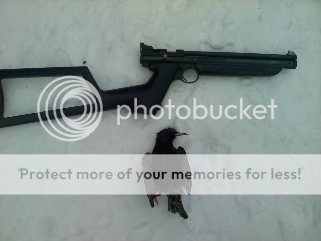 starling hunting and eating? | Ohio Game Fishing