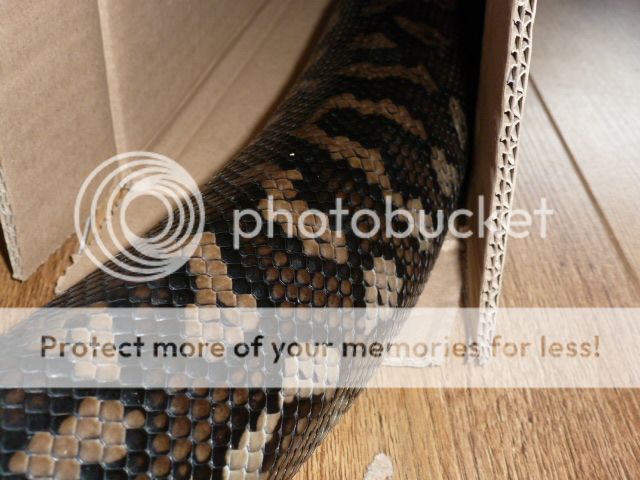 Transporting snakes - bag or hard case | Reptile Forums