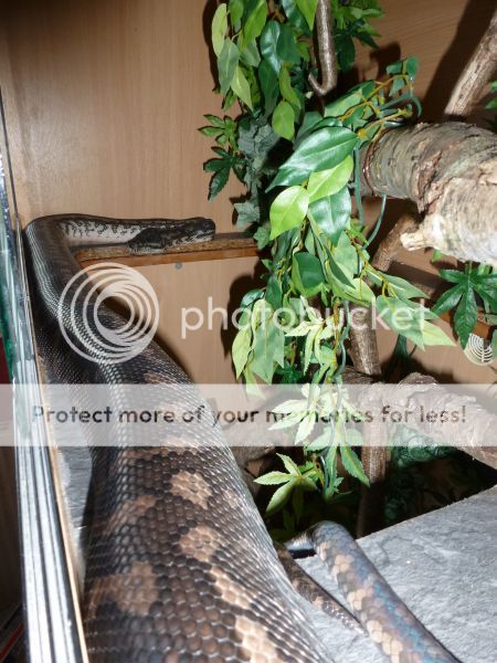 How I joined two vivs together (in pics) | Reptile Forums