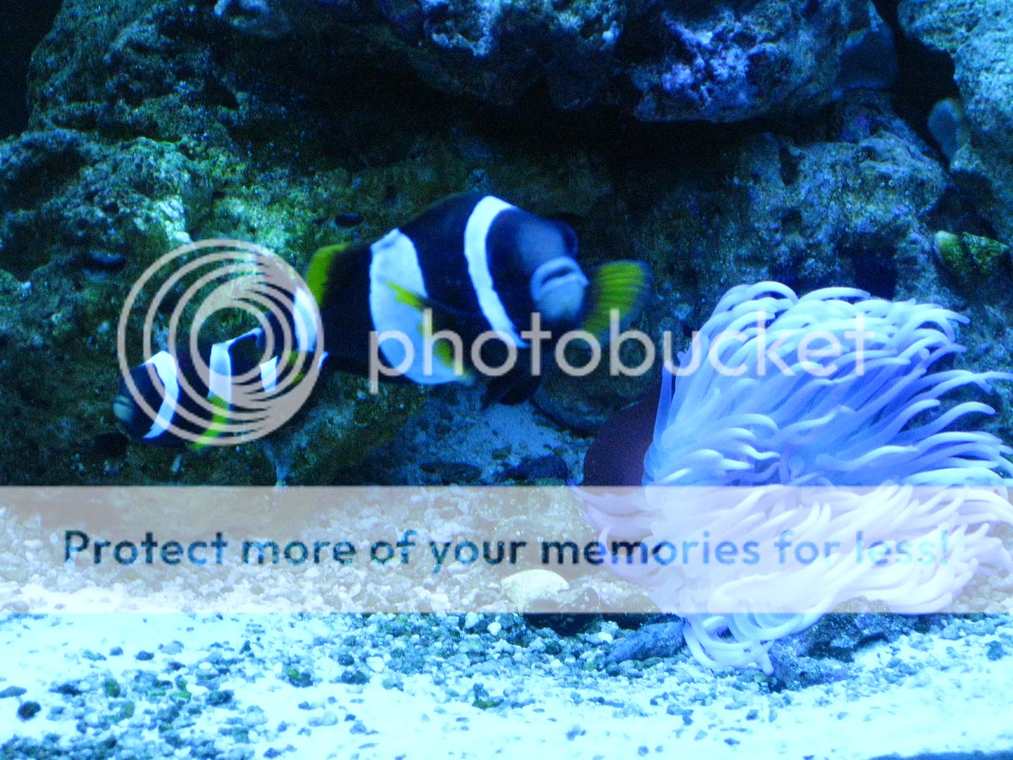 let's see those rare clownfish!!!!*** - Reef Central Online Community